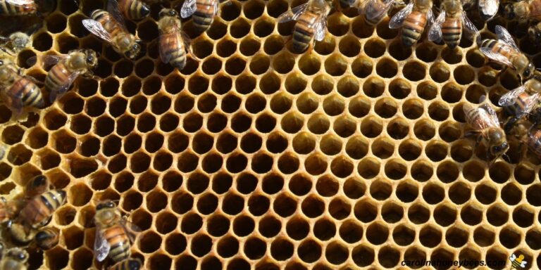 What to do With a Dead Beehive?- Carolina Honeybees