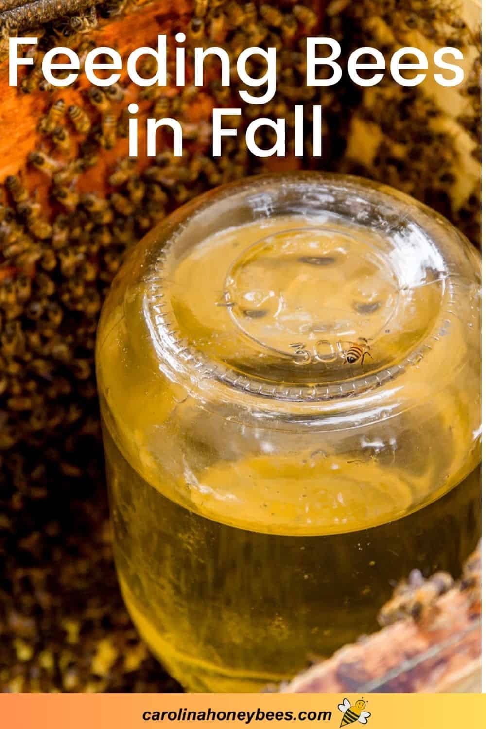 Feeding Bees in Fall - {Beekeeper's Guide} - Carolina Honeybees