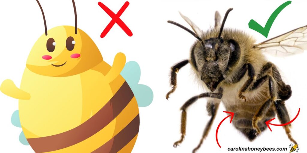 Fat Bees: Winter Bees in the Hive- Carolina Honeybees