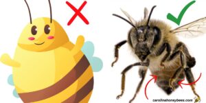 Fat Bees: Winter Bees in the Hive- Carolina Honeybees