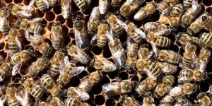 What Is a Group of Bees Called? Colonies, Swarms, and Clusters ...