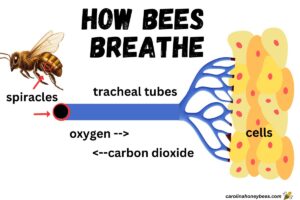 Do Bees Have Lungs? How Bees Breathe- Carolina Honeybees