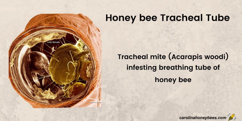 Do Bees Have Lungs? How Bees Breathe- Carolina Honeybees