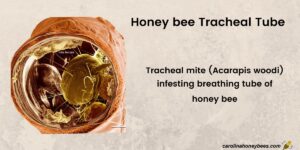 Do Bees Have Lungs? How Bees Breathe- Carolina Honeybees