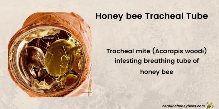 Do Bees Have Lungs? How Bees Breathe- Carolina Honeybees