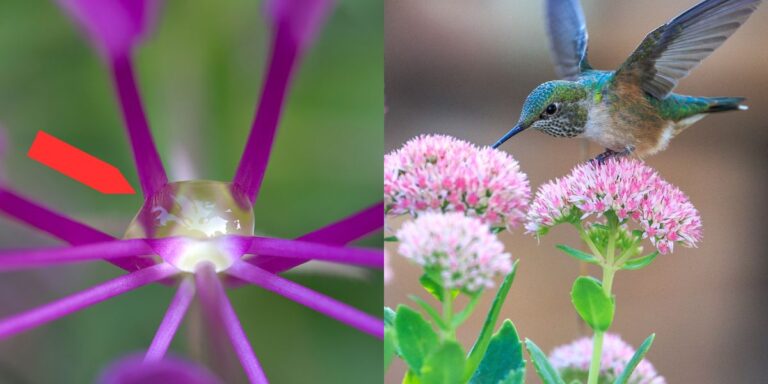 Nectar vs Honey: What’s the Difference and Why It Matters to Bees ...