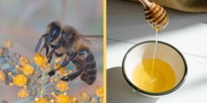 Nectar vs Honey: What’s the Difference and Why It Matters to Bees ...