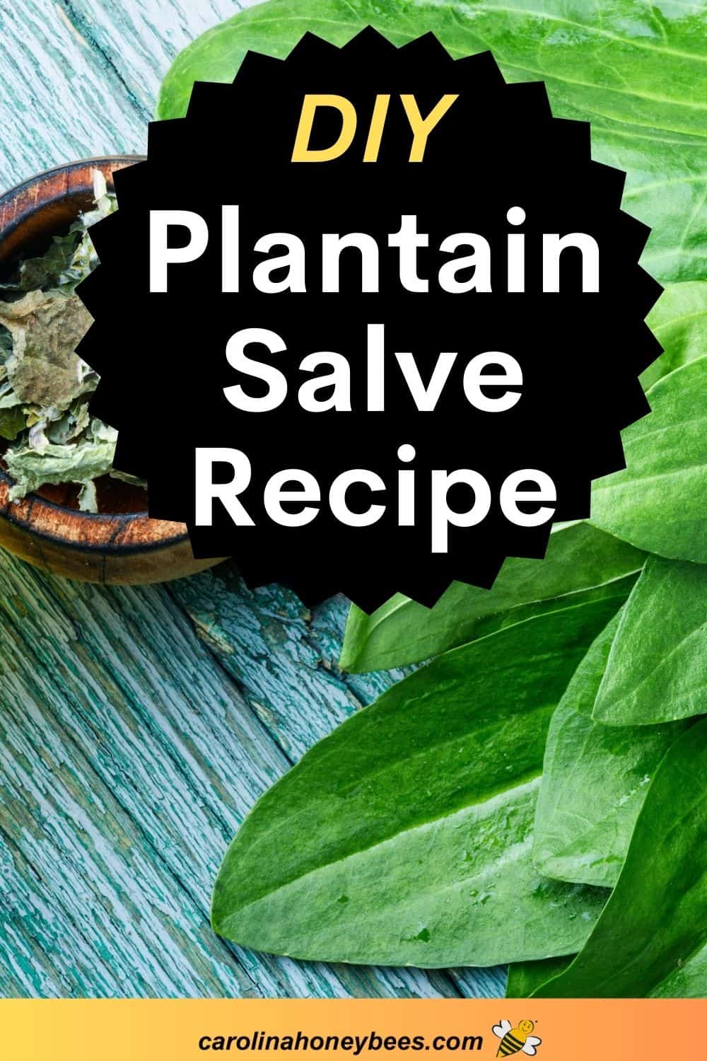 Create Your Own DIY Plantain Salve - Carolina Honeybees