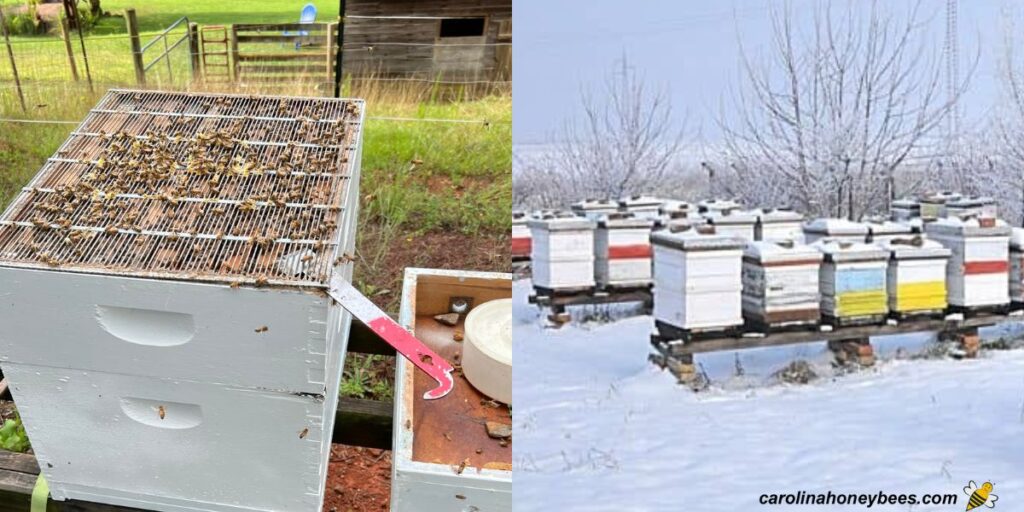 How to Winterize a Beehive for Maximum Survival- Carolina Honeybees
