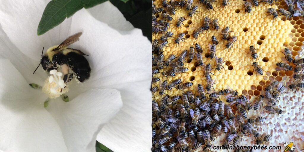 21 Common Bee Questions & Answers- Carolina Honeybees