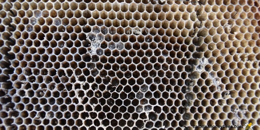 What to do With a Dead Beehive?- Carolina Honeybees