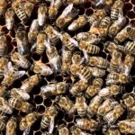 The Fascinating World of Bees - Carolina Honeybees