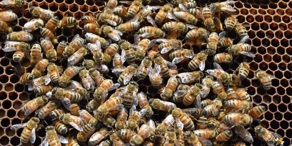 Fat Bees: Winter Bees in the Hive- Carolina Honeybees