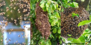 What Is a Group of Bees Called? Colonies, Swarms, and Clusters ...