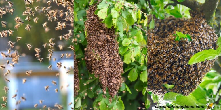 What Is a Group of Bees Called? Colonies, Swarms, and Clusters ...