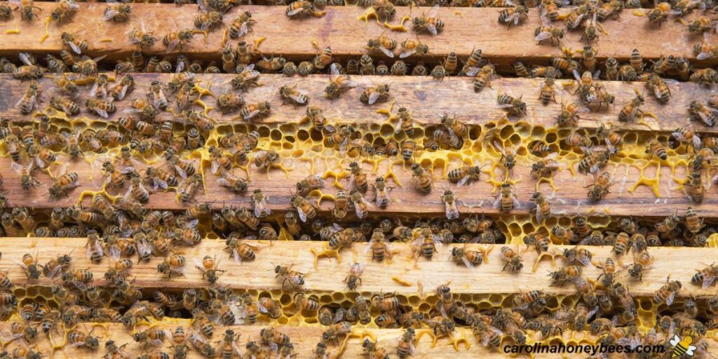 What Is a Group of Bees Called? Colonies, Swarms, and Clusters ...