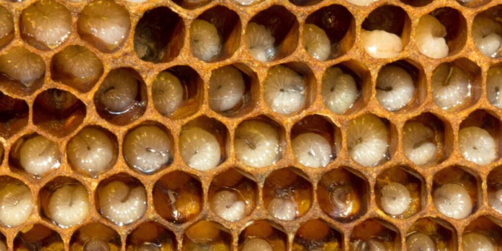 Royal Jelly: How Bees Produce It and Its Uses- Carolina Honeybees