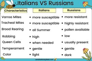 Understanding Russian Honey Bees: A Guide for New Beekeepers- Carolina ...