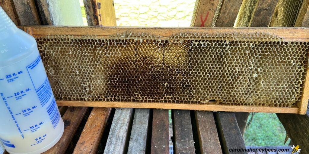 How to Use Certan B402 for Wax Moth Prevention in Beehives- Carolina ...