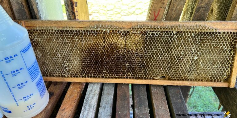 How to Use Certan B402 for Wax Moth Prevention in Beehives- Carolina ...