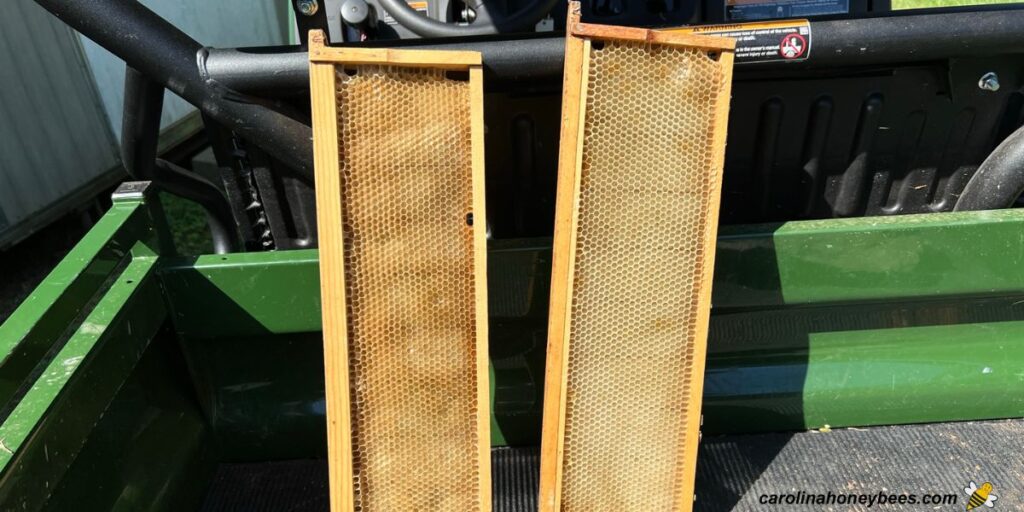 How to Use Certan B402 for Wax Moth Prevention in Beehives- Carolina ...
