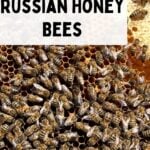 Understanding Russian Honey Bees: A Guide for New Beekeepers- Carolina ...
