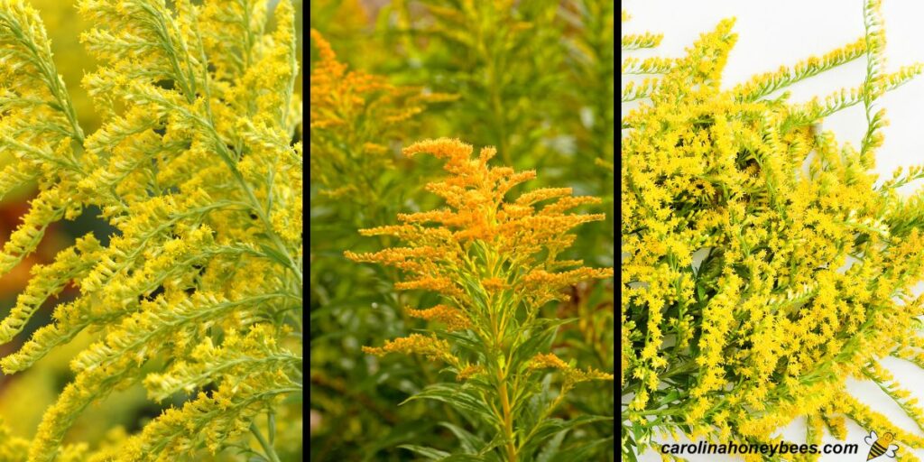 Why Goldenrod is a Honey Bee Favorite- Carolina Honeybees