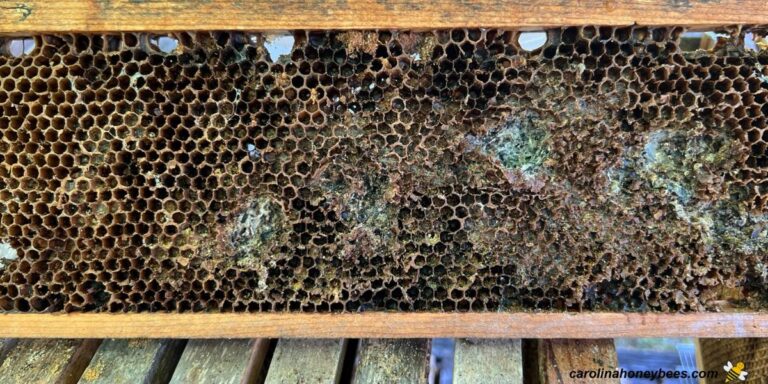 How to Use Certan B402 for Wax Moth Prevention in Beehives- Carolina ...
