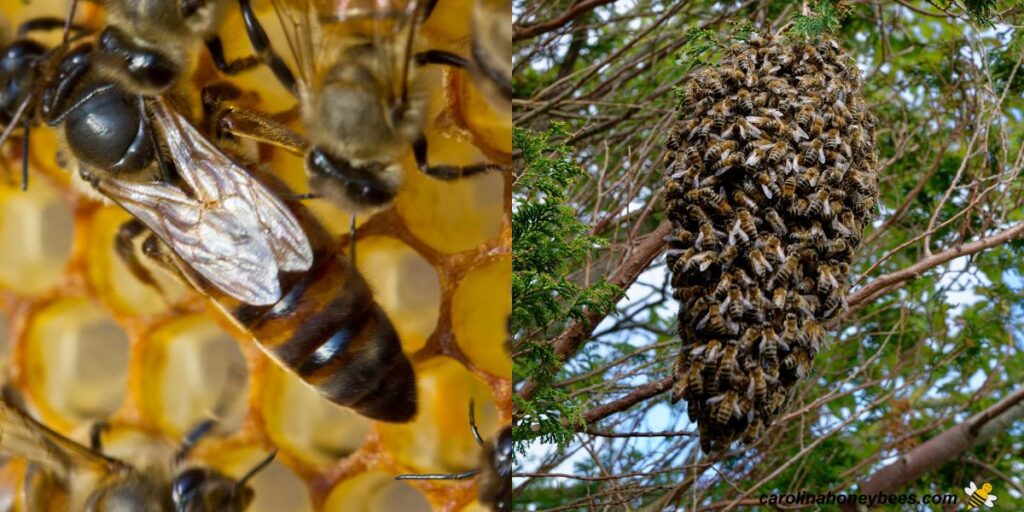 Understanding Russian Honey Bees: A Guide for New Beekeepers- Carolina ...