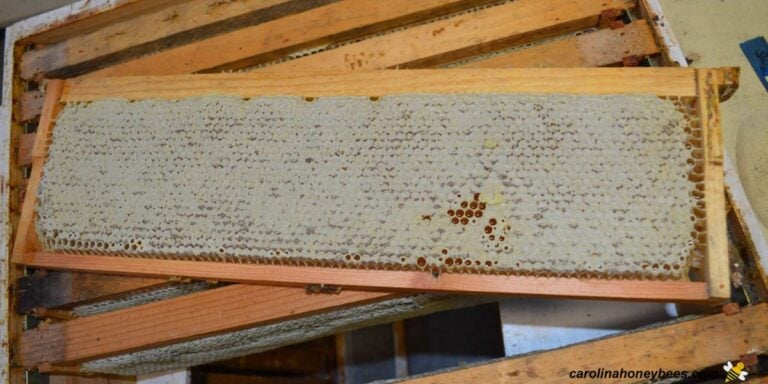 How to Harvest Honey from a Beehive: A Step-by-Step Guide- Carolina ...