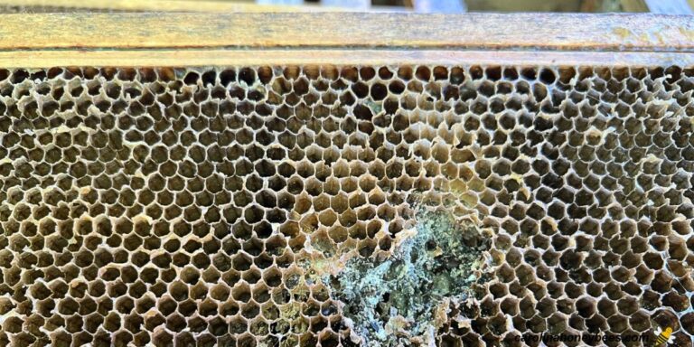 How to Use Certan B402 for Wax Moth Prevention in Beehives- Carolina ...