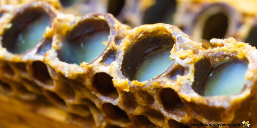 Royal Jelly: How Bees Produce It and Its Uses- Carolina Honeybees