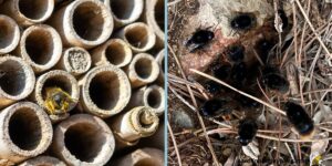 Honey Bee vs Mason Bee: A Pollination Showdown- Carolina Honeybees