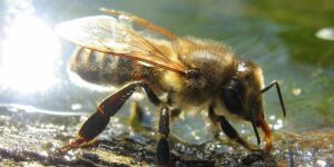 Understanding Russian Honey Bees: A Guide for New Beekeepers- Carolina ...