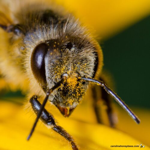 The Fascinating World of Bees - Carolina Honeybees