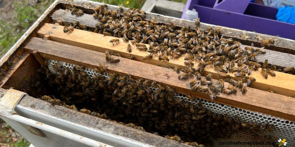 Beekeeping in Spring: How to Prepare Your Hives - Carolina Honeybees