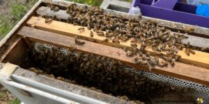 Beekeeping in Spring: How to Prepare Your Hives - Carolina Honeybees