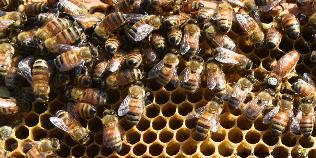 Beekeeping in Spring: How to Prepare Your Hives - Carolina Honeybees