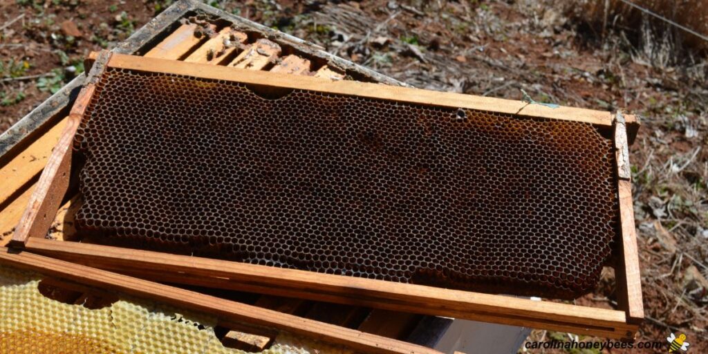 Beekeeping in Spring: How to Prepare Your Hives - Carolina Honeybees