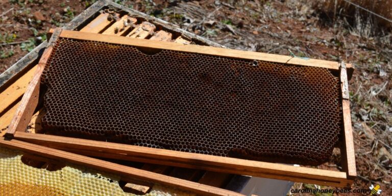 Beekeeping in Spring: How to Prepare Your Hives - Carolina Honeybees