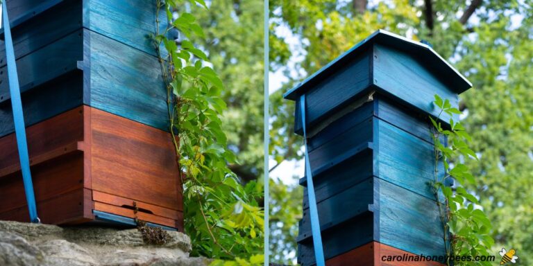 Warré Hive Beekeeping: A Beginner’s Guide- Carolina Honeybees