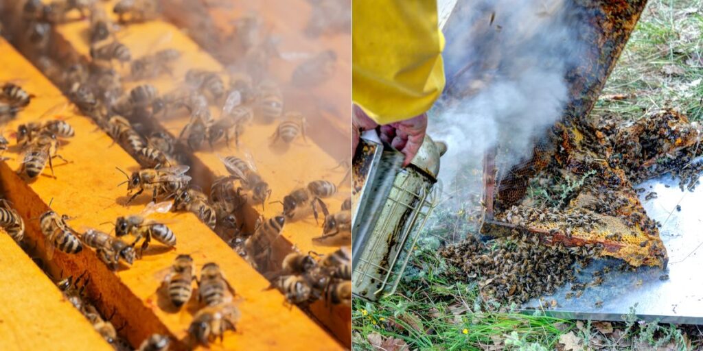What Does Smoke Do to Bees?- Carolina Honeybees