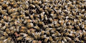 Scout Bees - Why They are Important- Carolina Honeybees