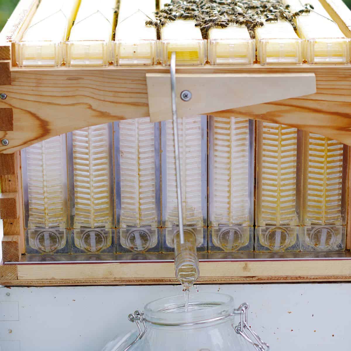 The Flow Hive : Exploring the Pros and Cons- Carolina Honeybees