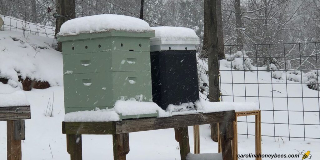 Where do Honey Bees Go in Winter? - Carolina Honeybees