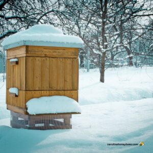 The Fascinating World of Bees - Carolina Honeybees