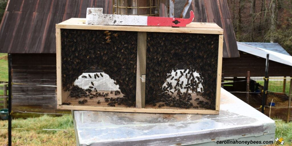 Buying Package Bees: Essential Tips !- Carolina Honeybees