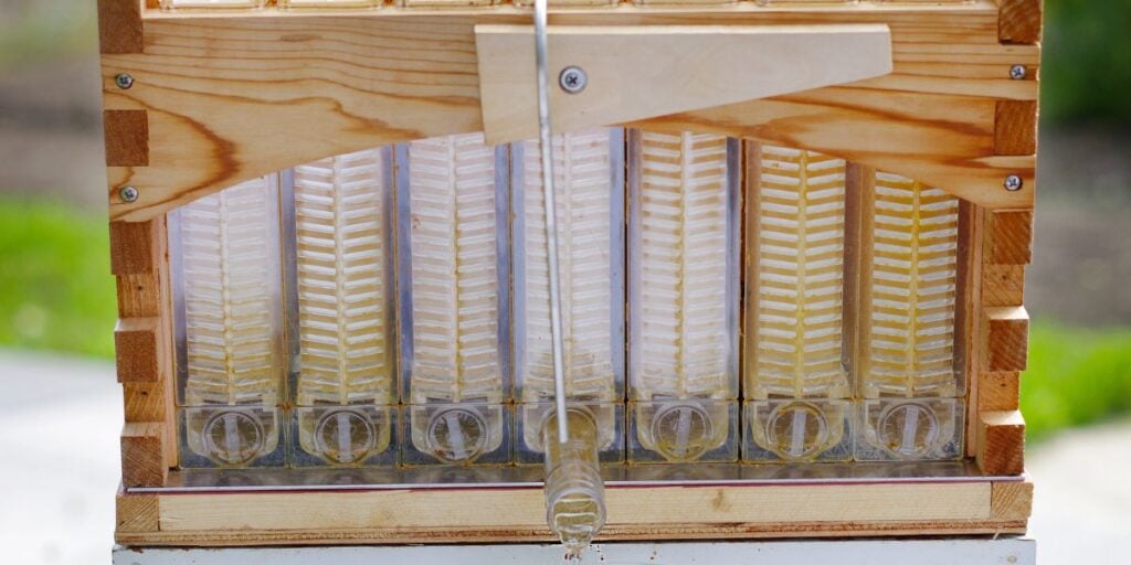 The Flow Hive : Exploring the Pros and Cons- Carolina Honeybees