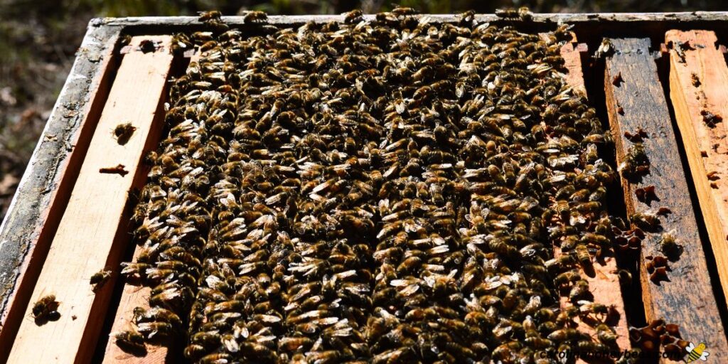 Top Reasons Why Beehives Die Over Winter - Carolina Honeybees