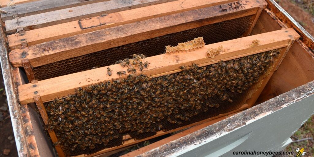 Parts of a Beehive: Beginner's Guide- Carolina Honeybees